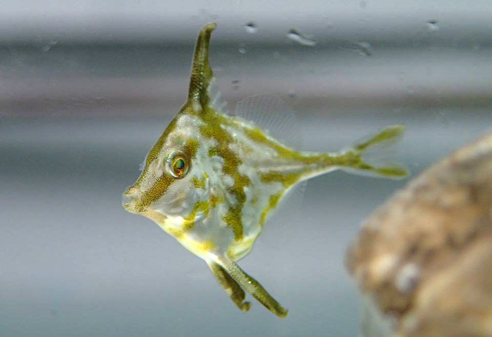 Taiwan River Fish Tropical Fish Exporter | Jy Lin Trading