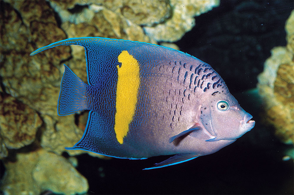 Marine Saltwater Ornamental Fish Wholesale Export - Jy Lin Trading