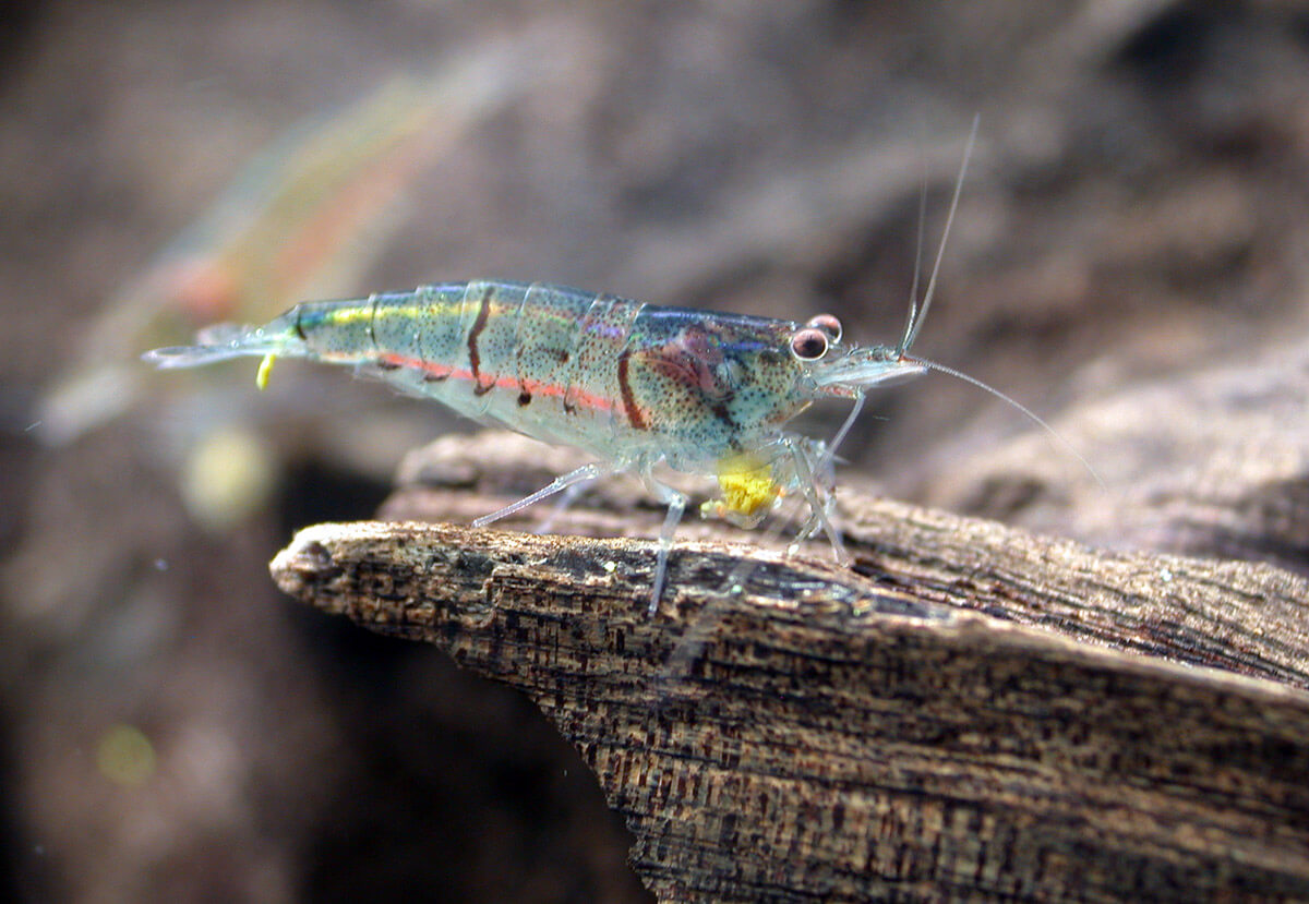 Taiwan River Shrimp Tropical Fish Exporter | Jy Lin Trading