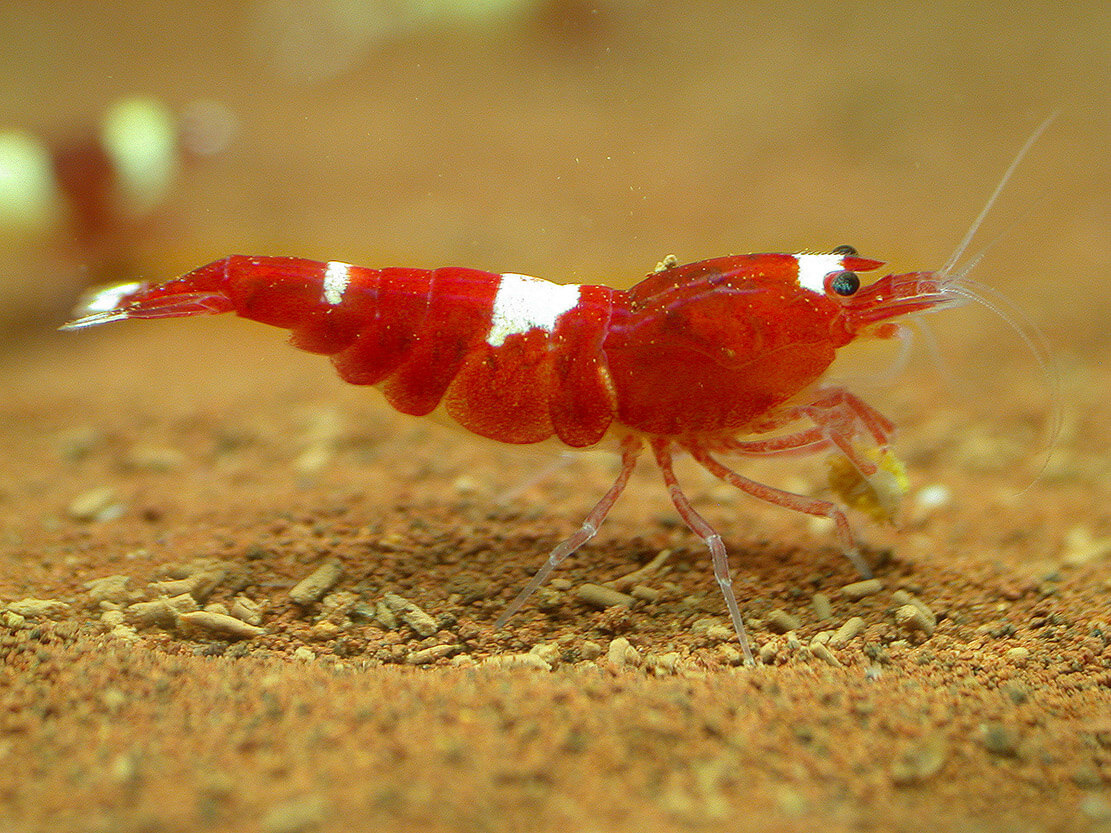 Crystal Shrimp Export - Jy Lin Trading Ornamental & Tropical Wholesale
