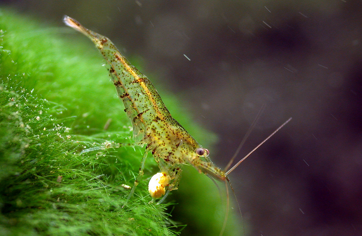 Taiwan River Shrimp Tropical Fish Exporter | Jy Lin Trading