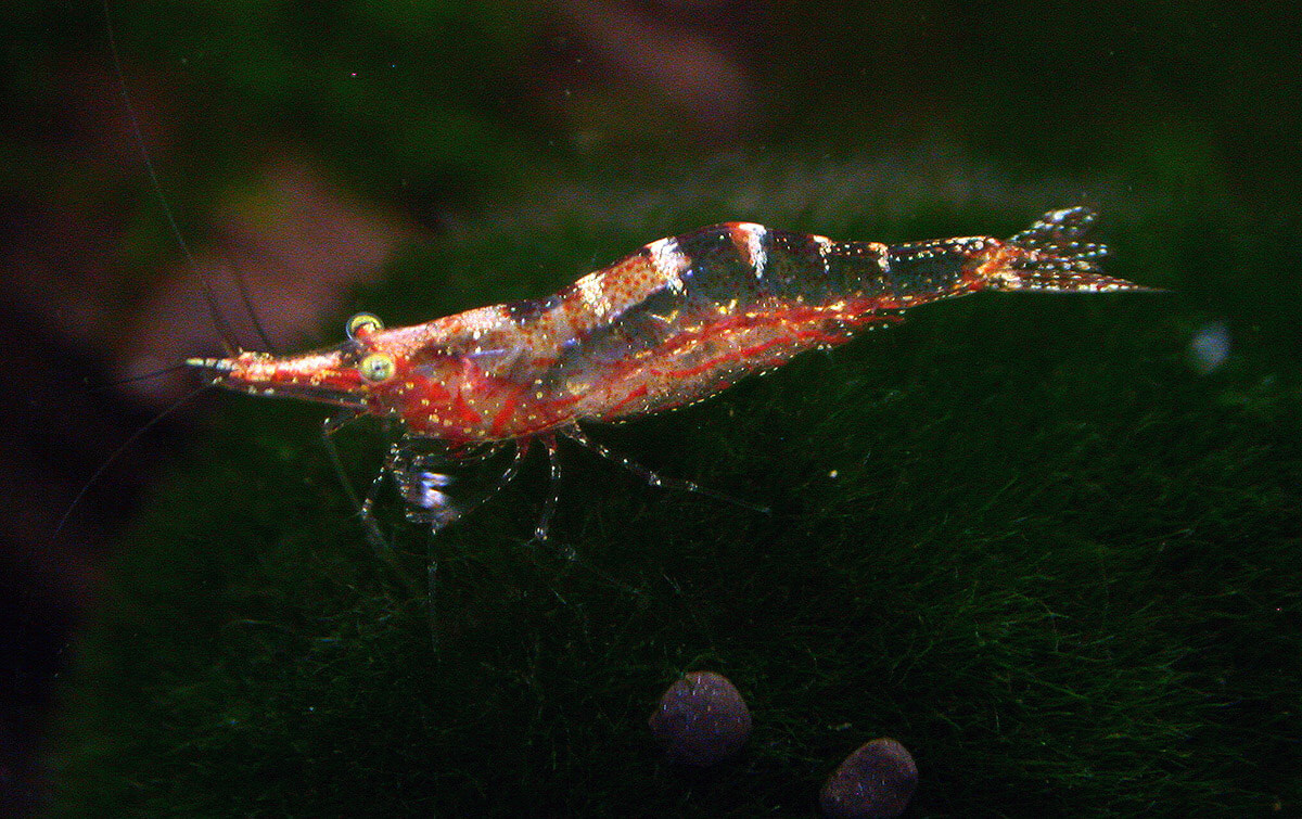 Taiwan River Shrimp Tropical Fish Exporter | Jy Lin Trading