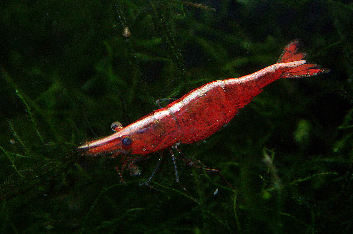 Taiwan River Shrimp Tropical Fish Exporter | Jy Lin Trading