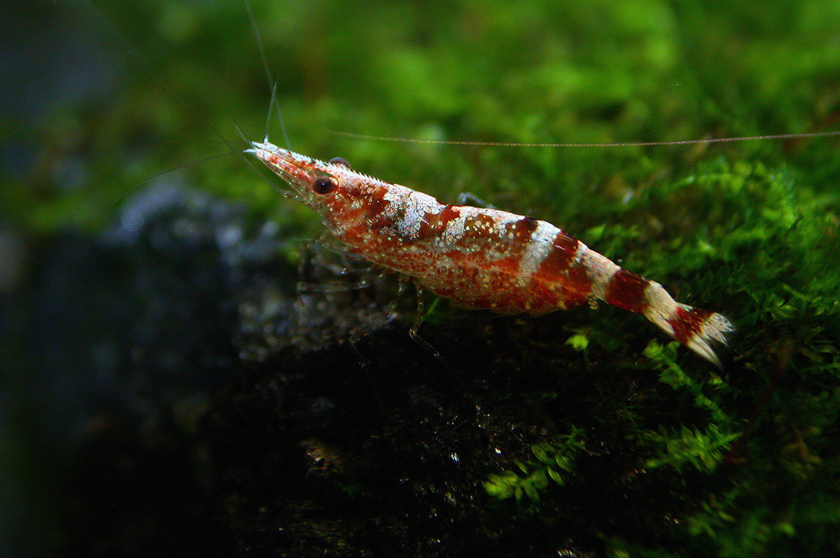 Taiwan River Shrimp Tropical Fish Exporter | Jy Lin Trading