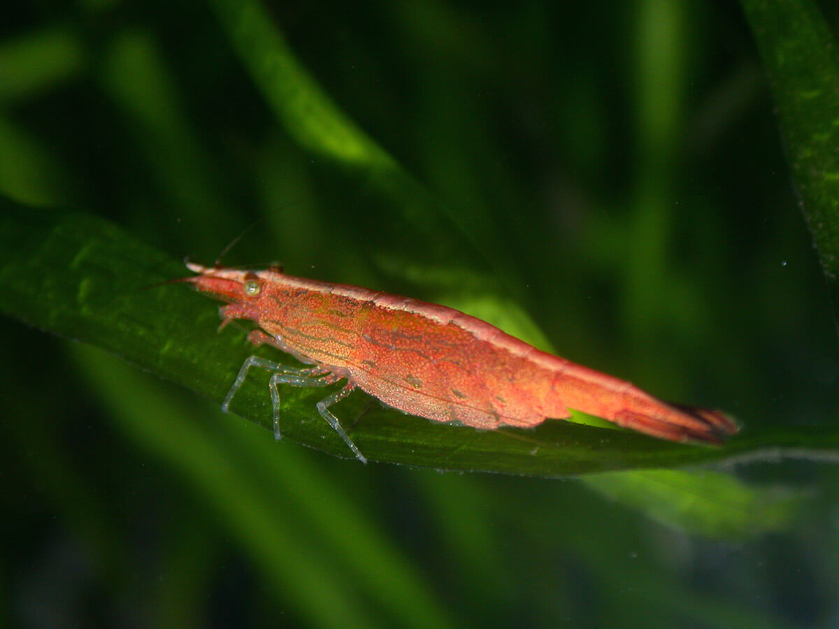 Taiwan River Shrimp Tropical Fish Exporter | Jy Lin Trading