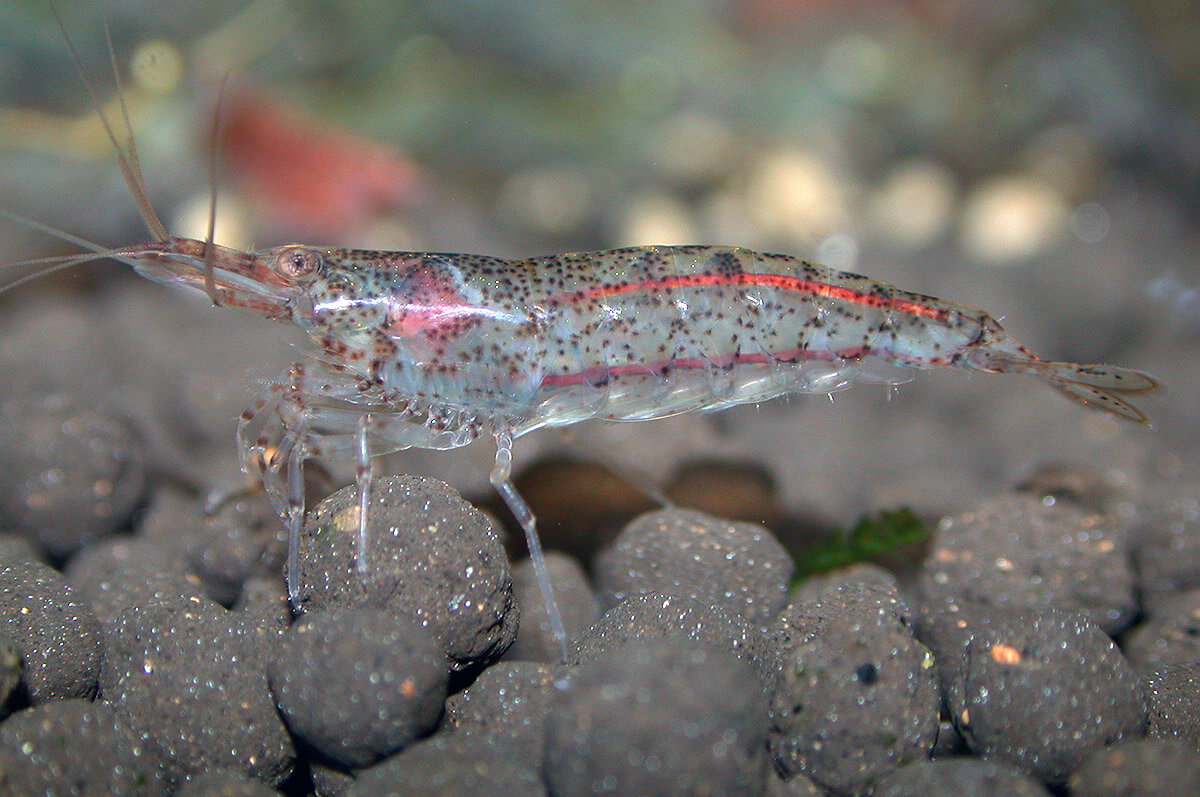 Taiwan River Shrimp Tropical Fish Exporter | Jy Lin Trading