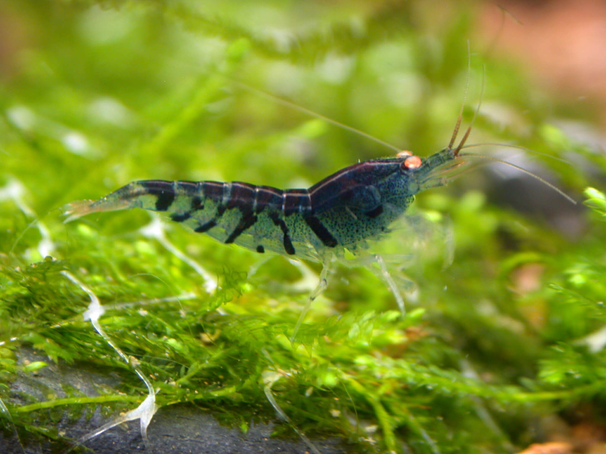 Crystal Shrimp Export - Jy Lin Trading Ornamental & Tropical Wholesale