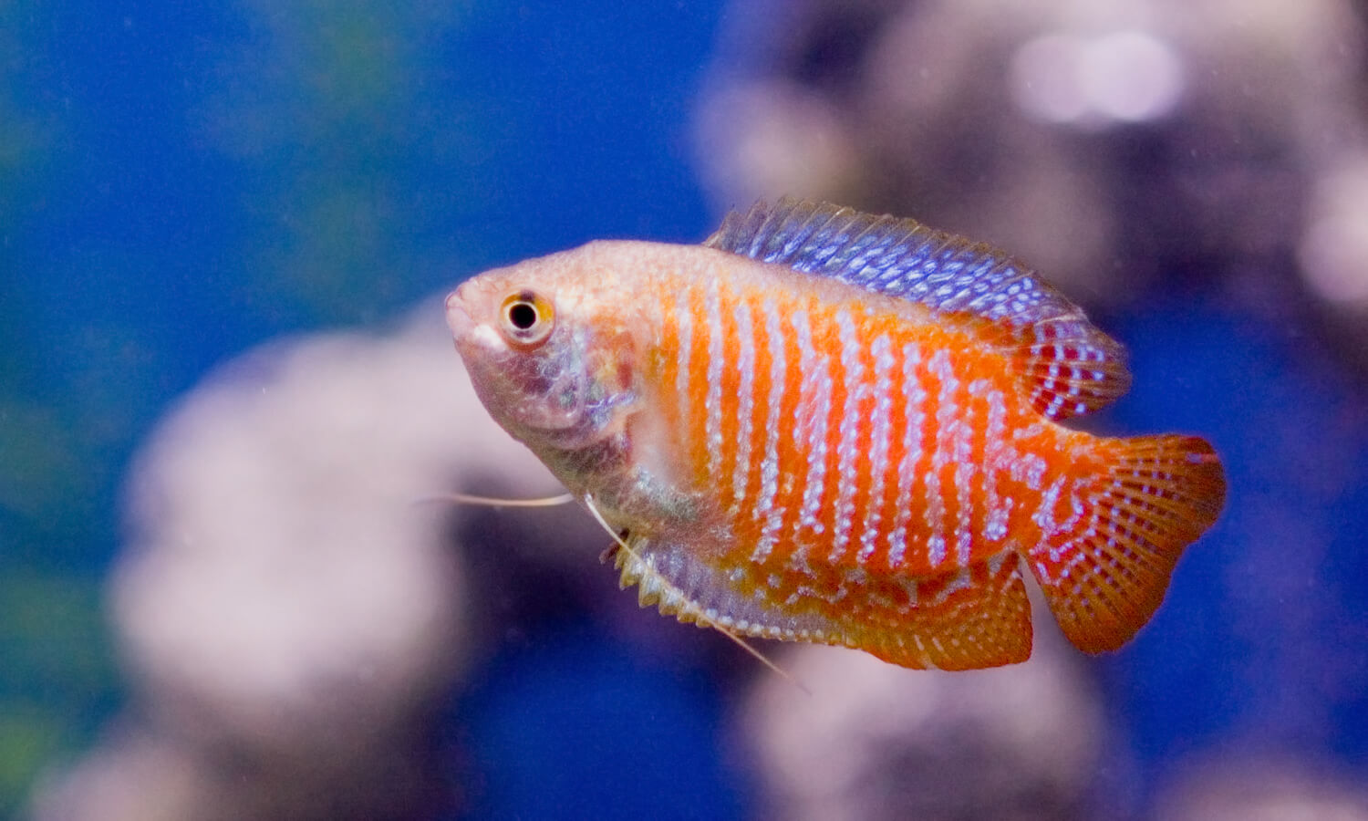 Gourami Tropical Fish Exporter | Jy Lin Trading