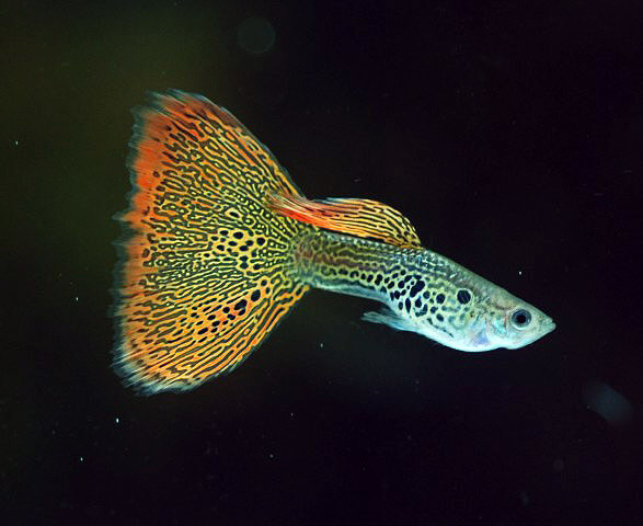 Guppy Fish Export - Jy Lin Trading Ornamental & Tropical Wholesale