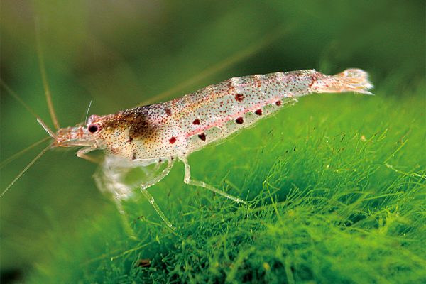 Taiwan River Shrimp Tropical Fish Exporter | Jy Lin Trading