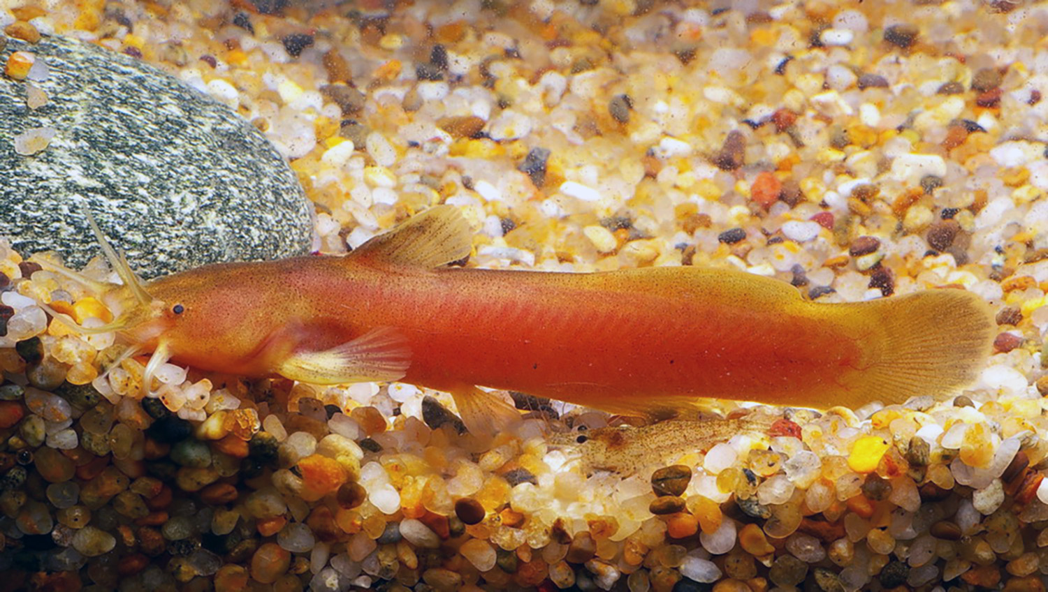 Taiwan River Fish Tropical Fish Exporter | Jy Lin Trading