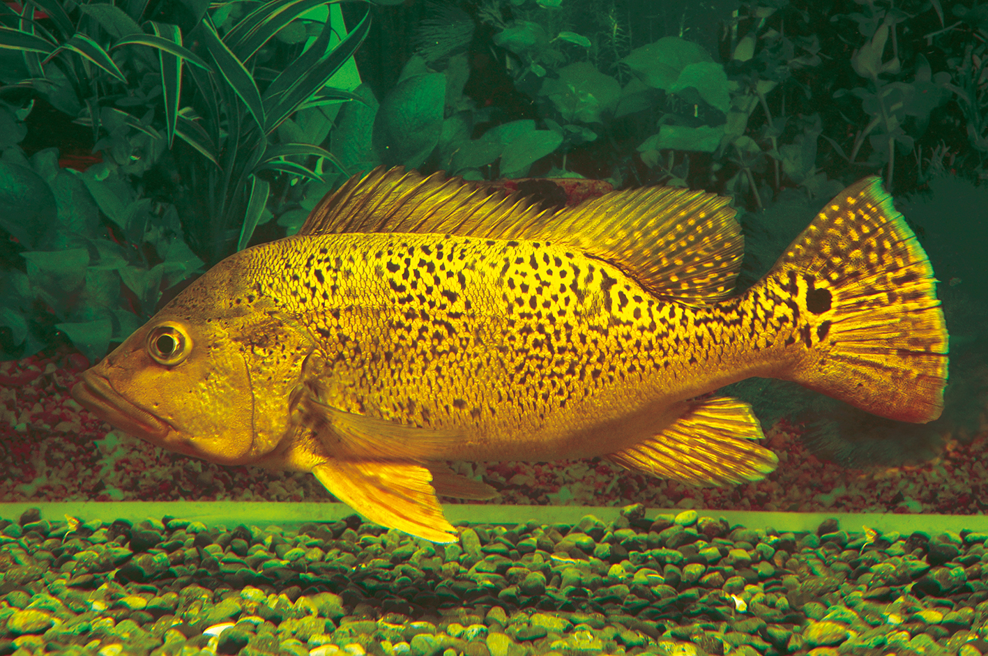 American Cichlid Tropical Fish Exporter | Jy Lin Trading