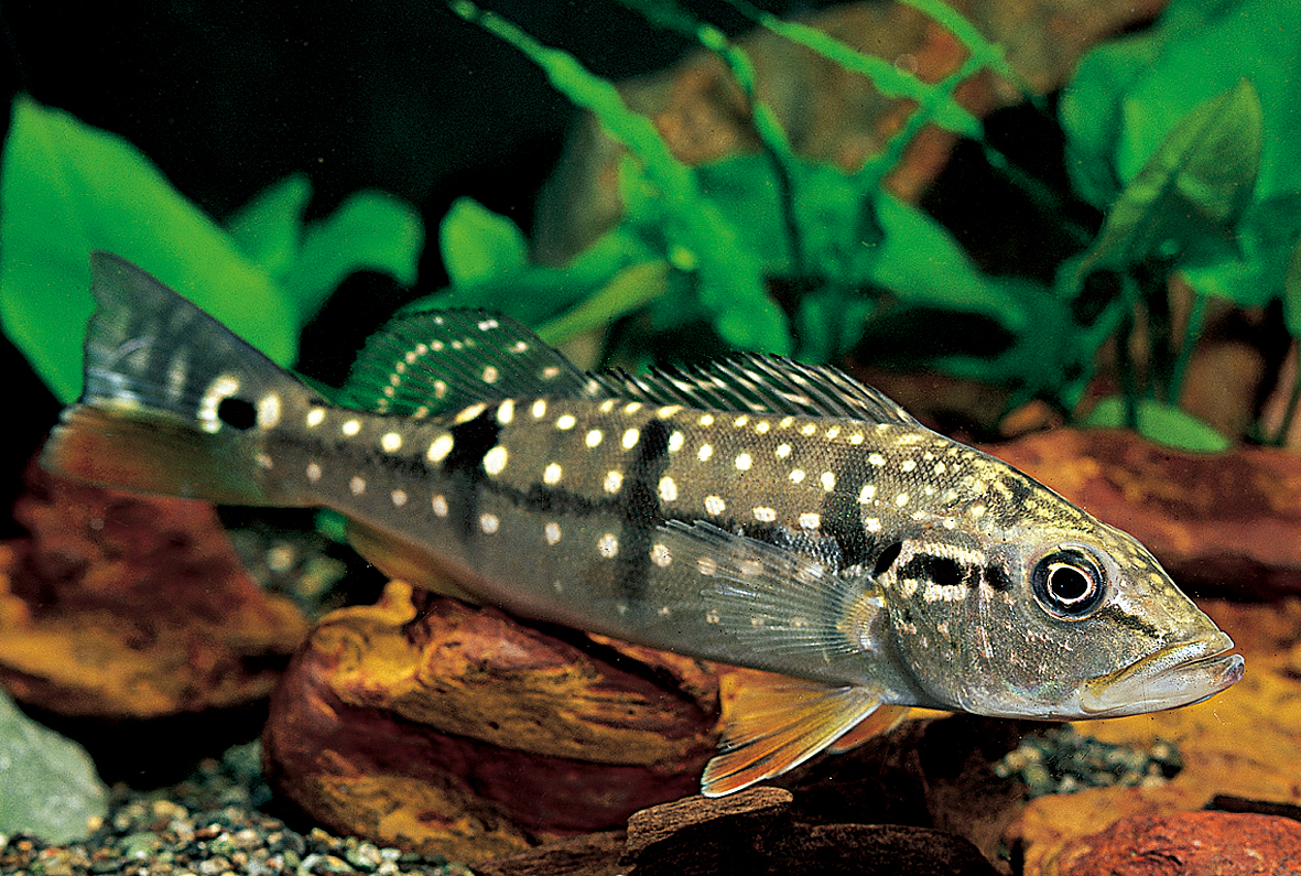 American Cichlid Tropical Fish Exporter | Jy Lin Trading