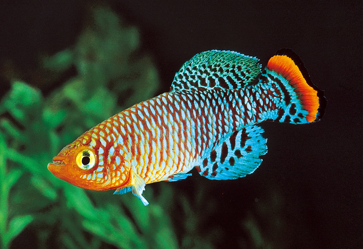 Killifish Tropical Fish Exporter | Jy Lin Trading