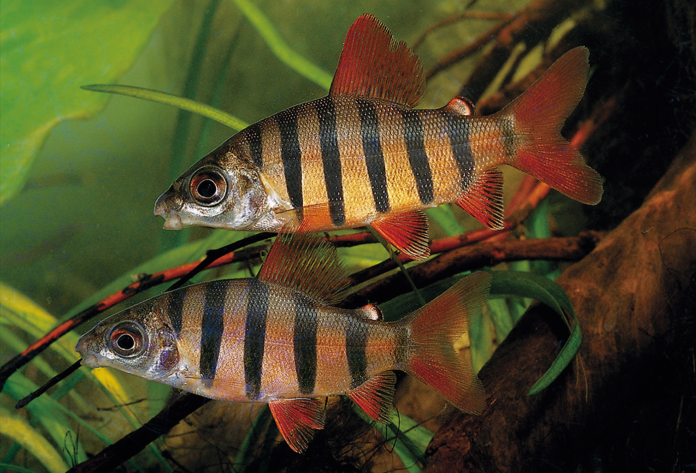 Characin Tropical Fish Exporter | Jy Lin Trading