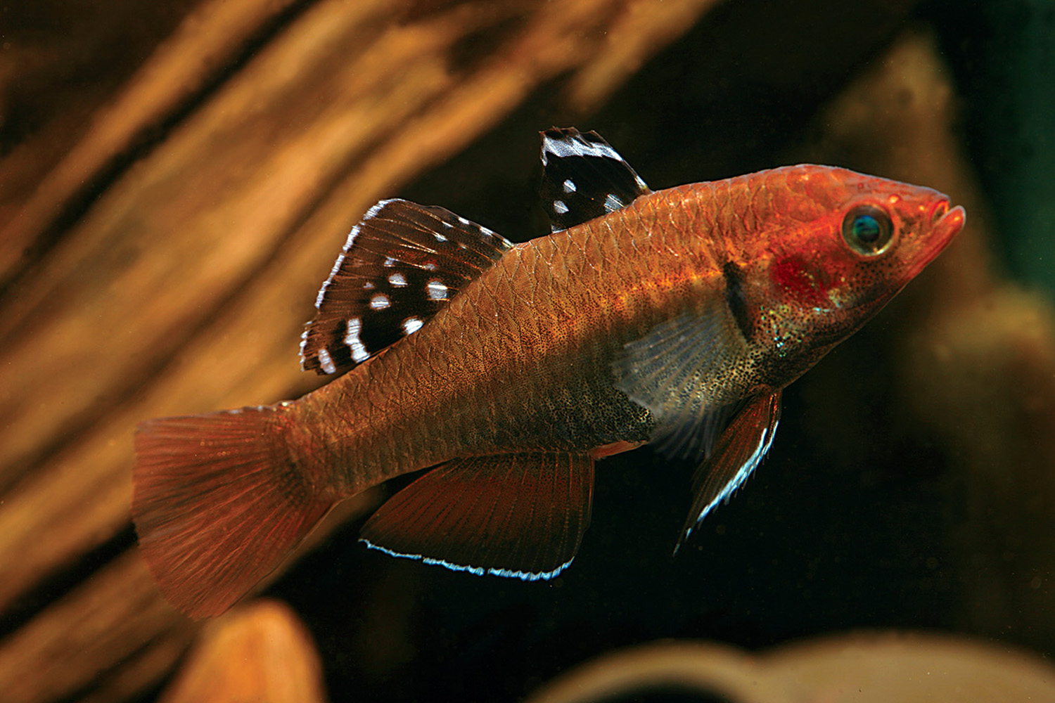 Taiwan River Fish Tropical Fish Exporter | Jy Lin Trading