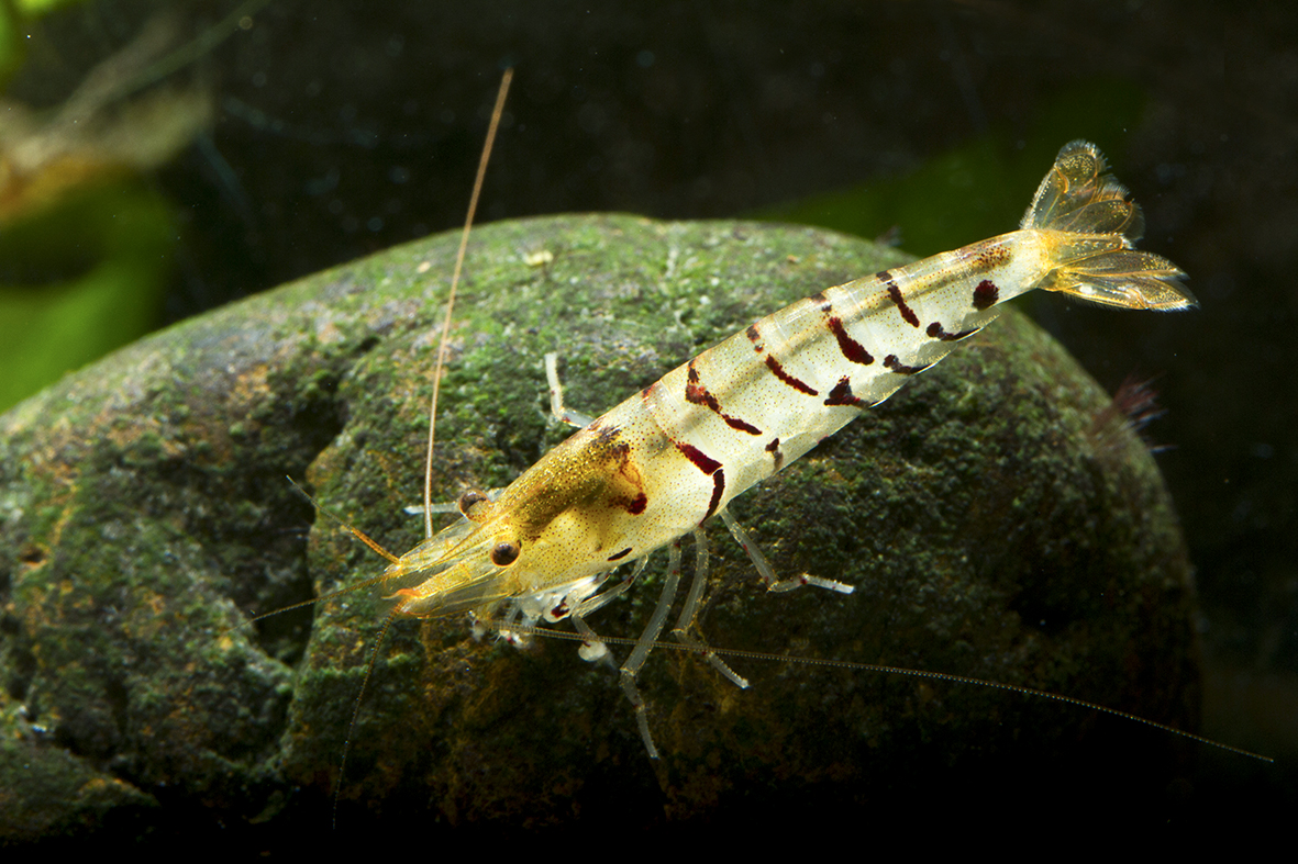 Taiwan River Shrimp Tropical Fish Exporter | Jy Lin Trading