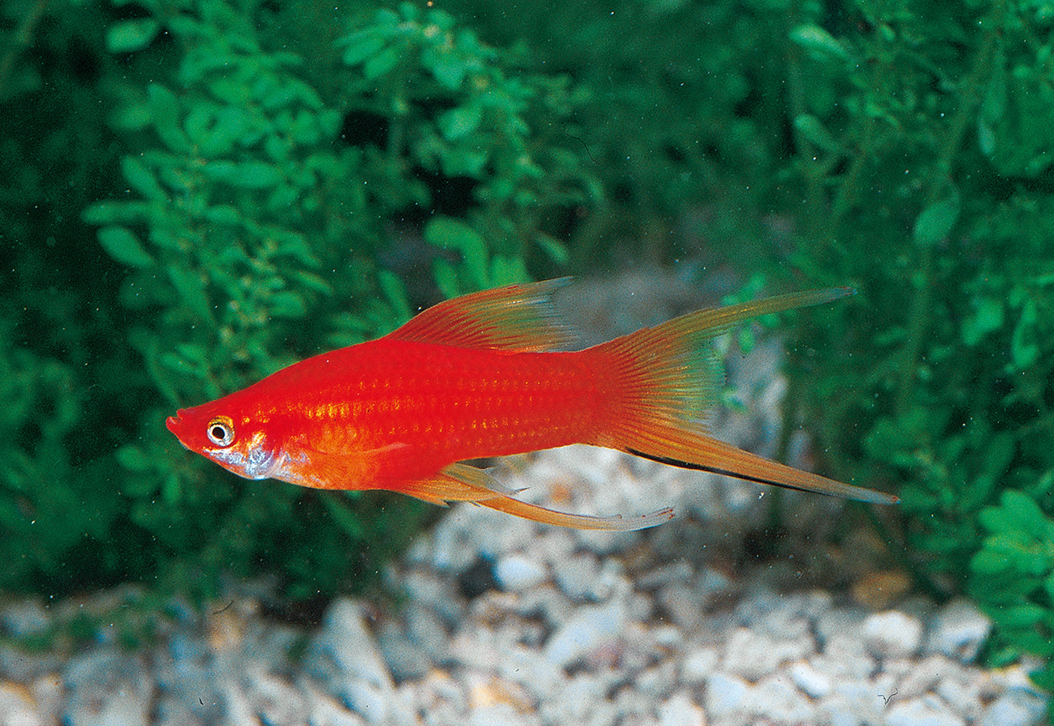 Livebearers Tropical Fish Exporter | Jy Lin Trading