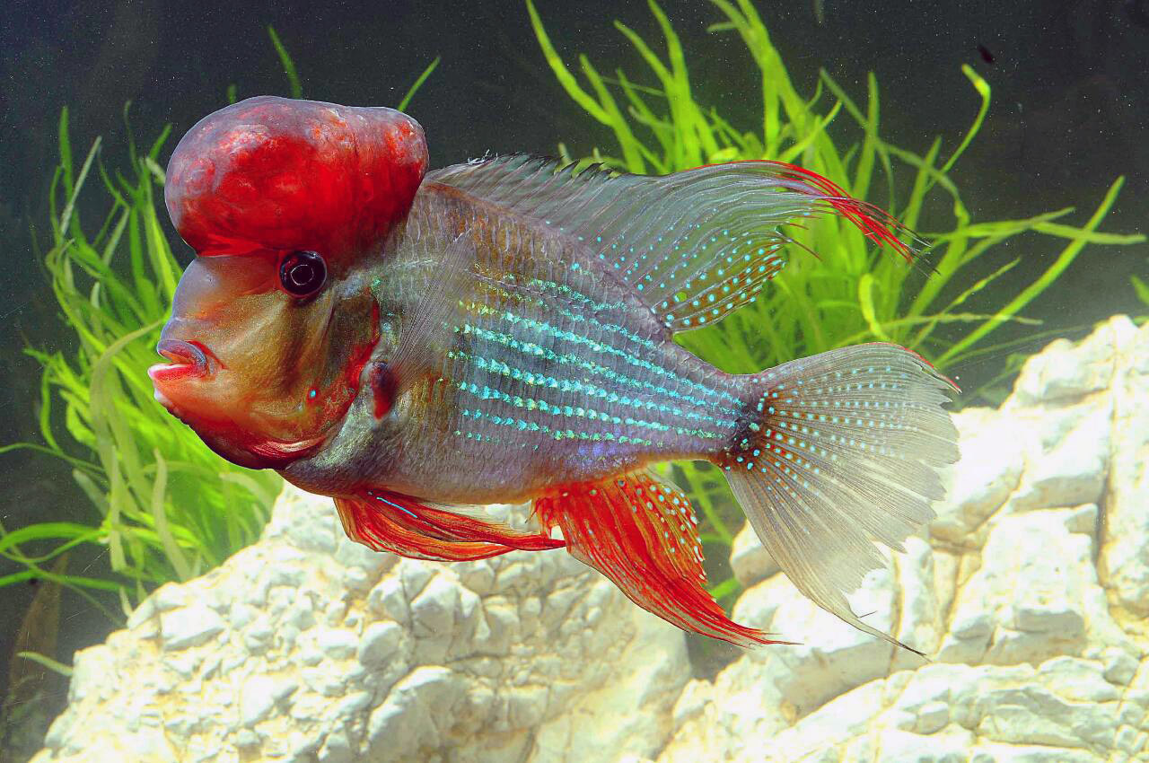 American Cichlid Tropical Fish Exporter | Jy Lin Trading