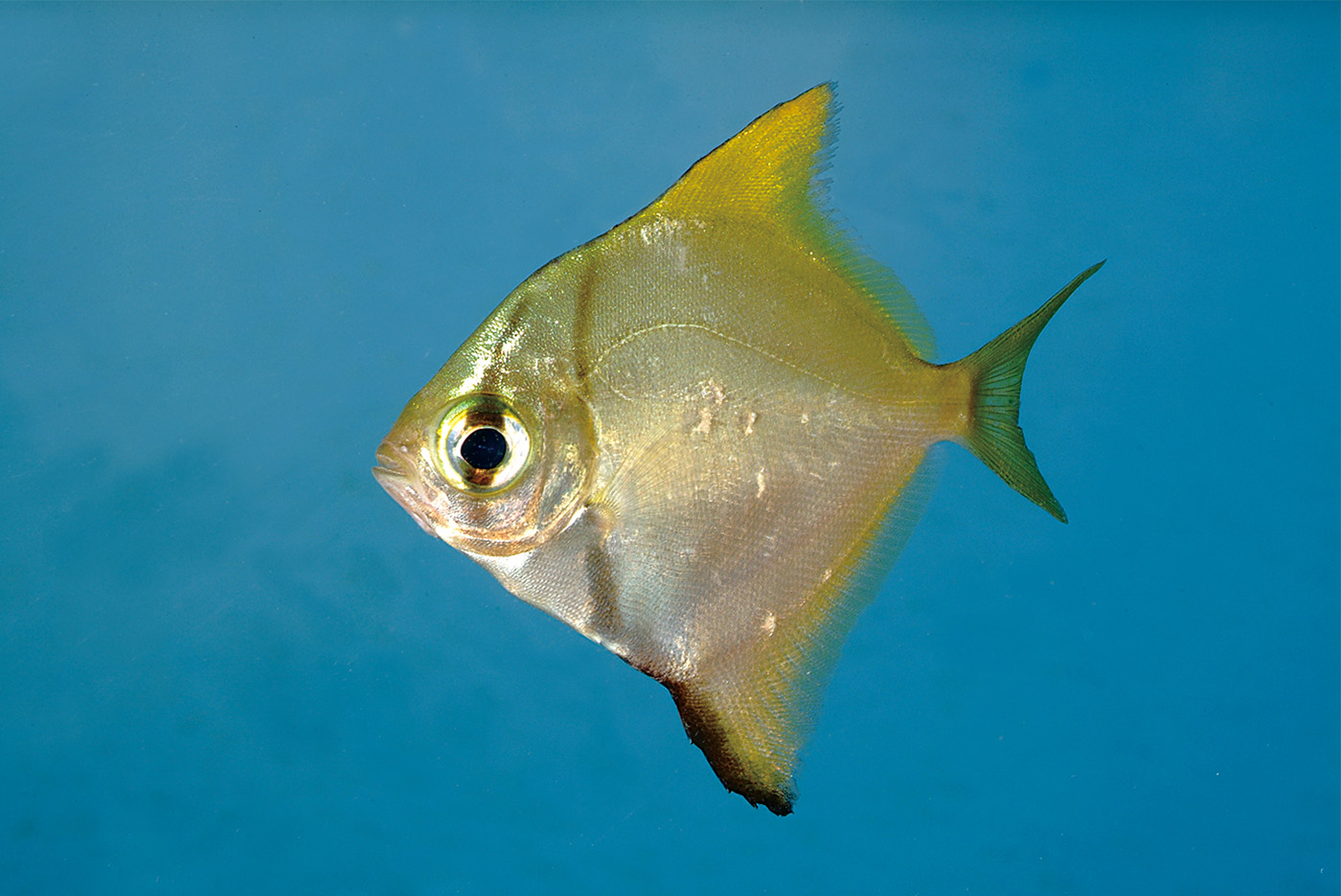 Brackish Water Fish Tropical Fish Exporter | Jy Lin Trading