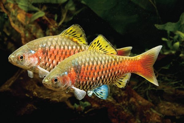 View Products | Jy Lin Trading - Ornamental Fish Exporter