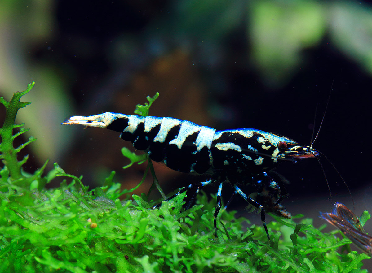 Crystal Shrimp Export - Jy Lin Trading Ornamental & Tropical Wholesale