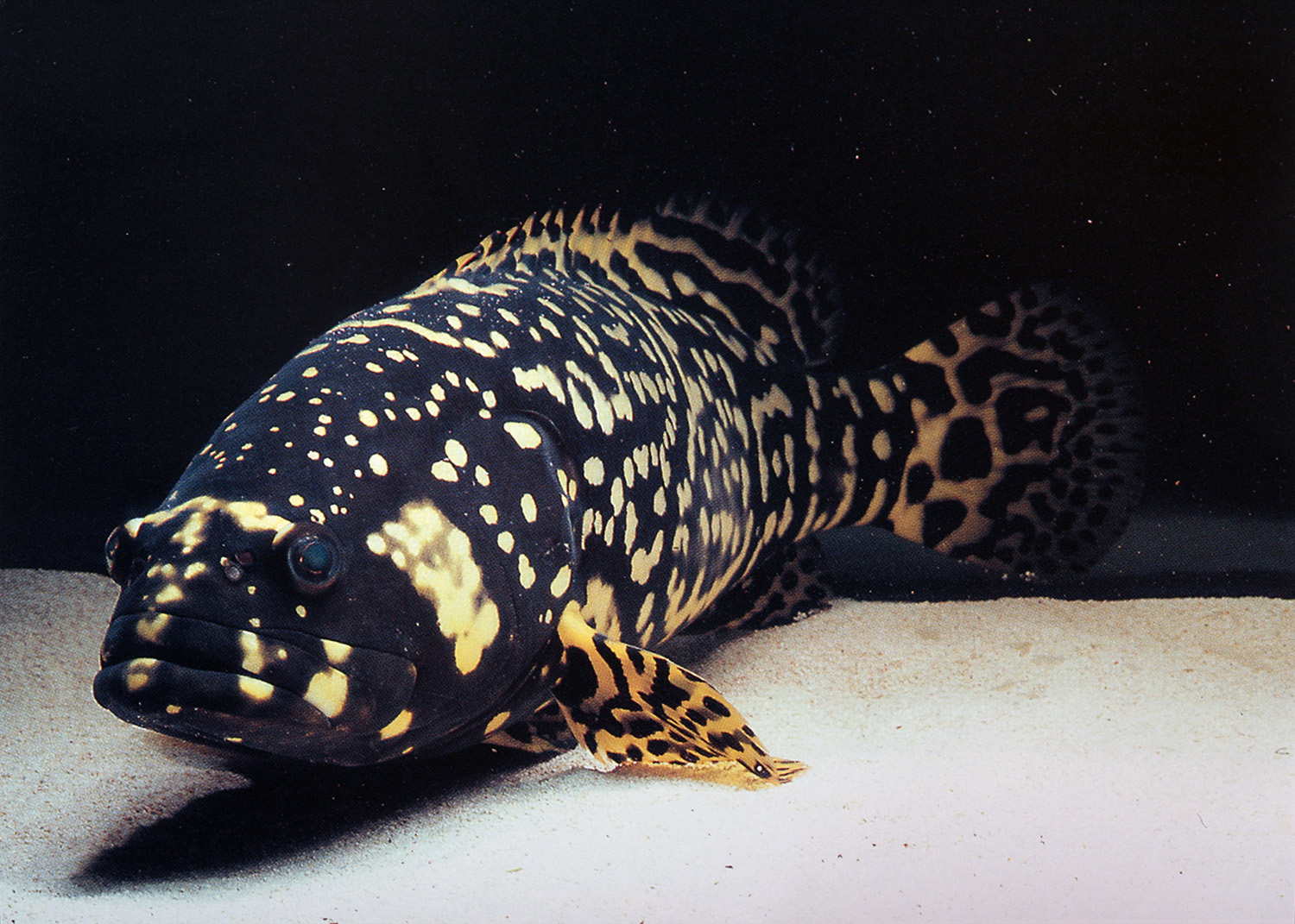 Marine Saltwater Ornamental Fish Wholesale Export - Jy Lin Trading