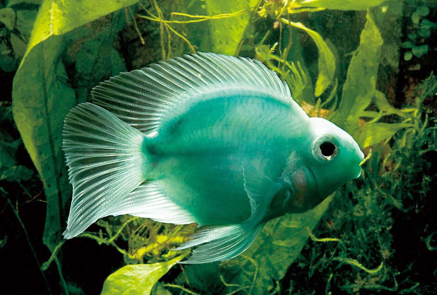 Freshwater Blue Parrot Fish