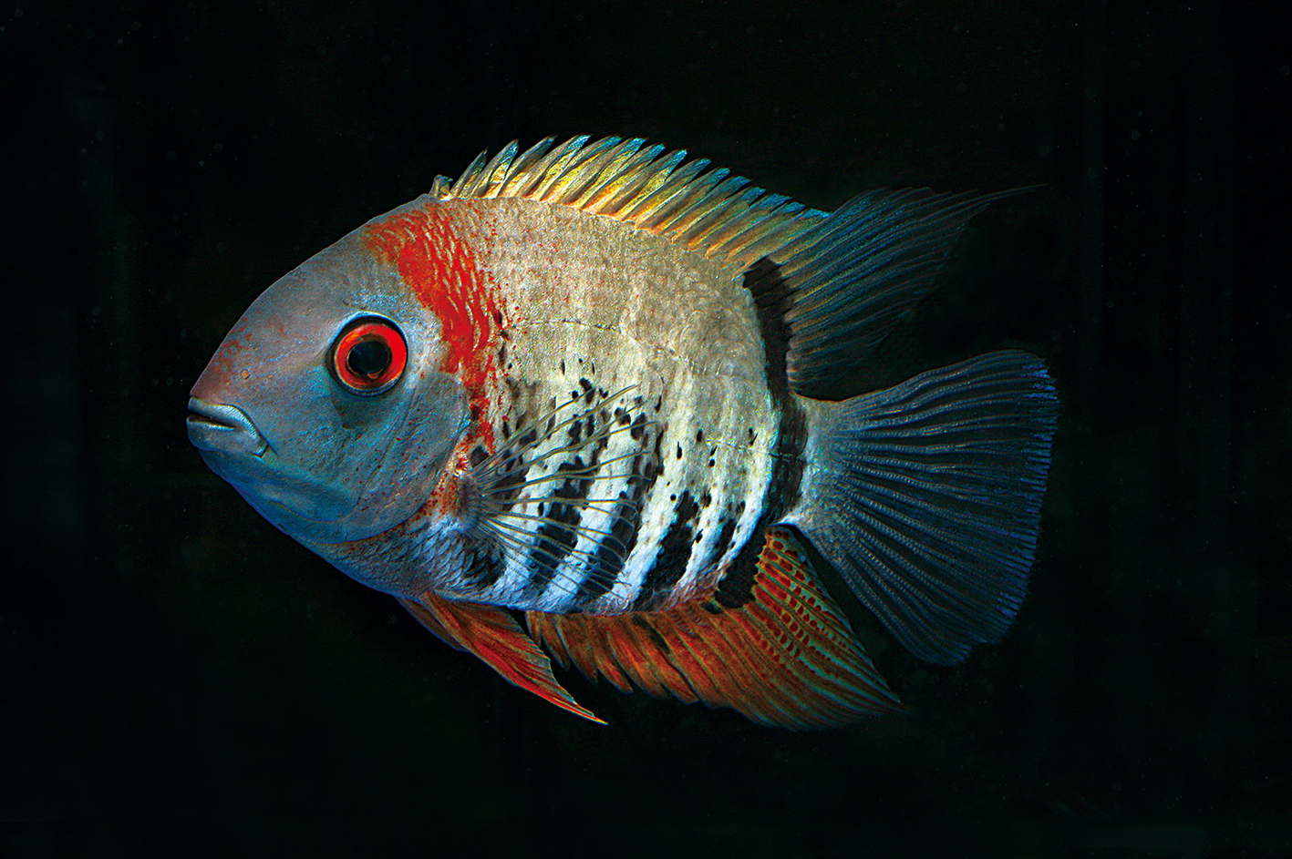American Cichlid Tropical Fish Exporter | Jy Lin Trading